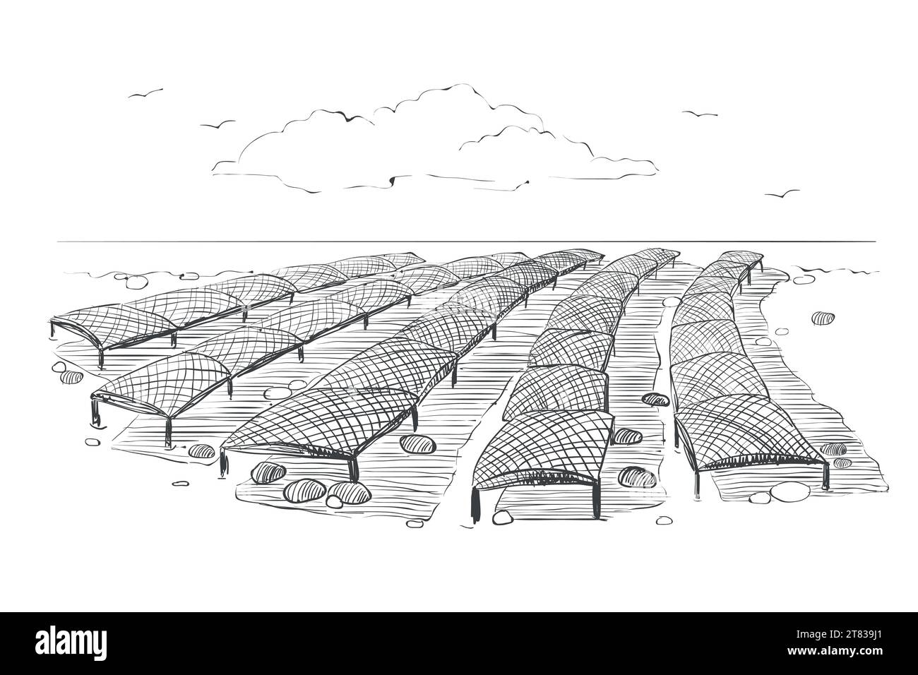 Oysters farming Cut Out Stock Images & Pictures - Alamy