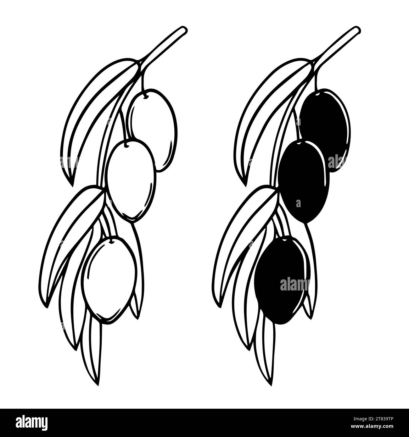 Two graphically depicted branches of an olive tree. Ripe berries for ...