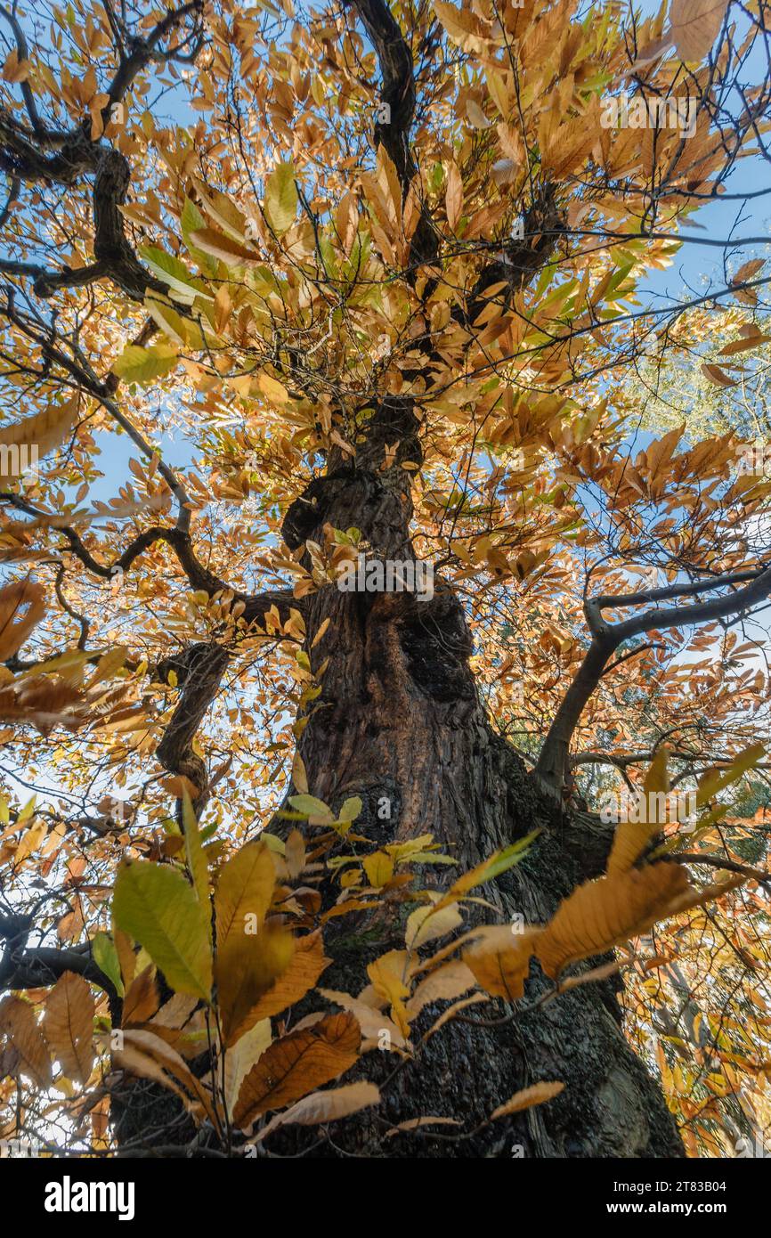 A giant sweet chestnut tree at the Hill Garden and Pergola in London's ...