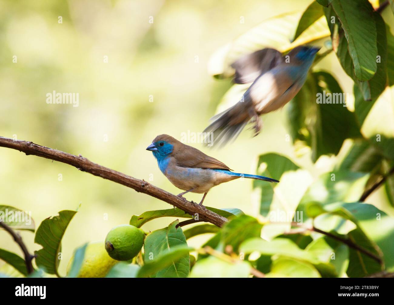 blue bird ina guava tree,Blue Waxbill Stock Photo - Alamy