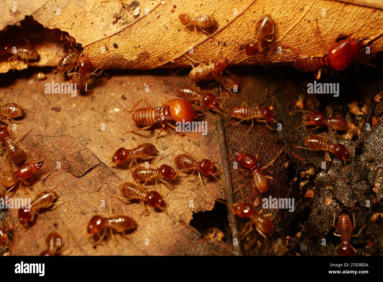 Termites walking in nature background Stock Photo - Alamy
