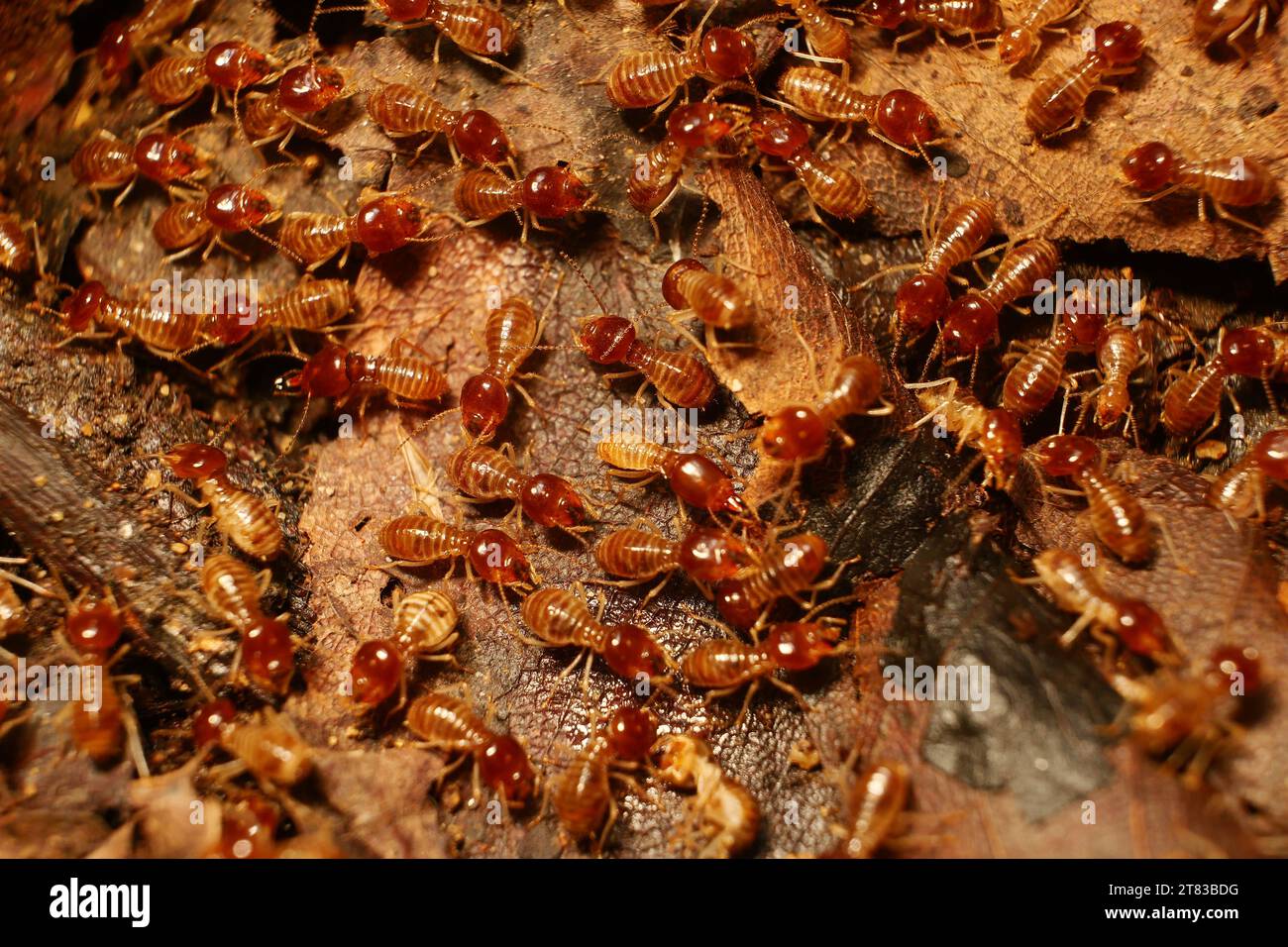 Termites walking in nature background Stock Photo - Alamy