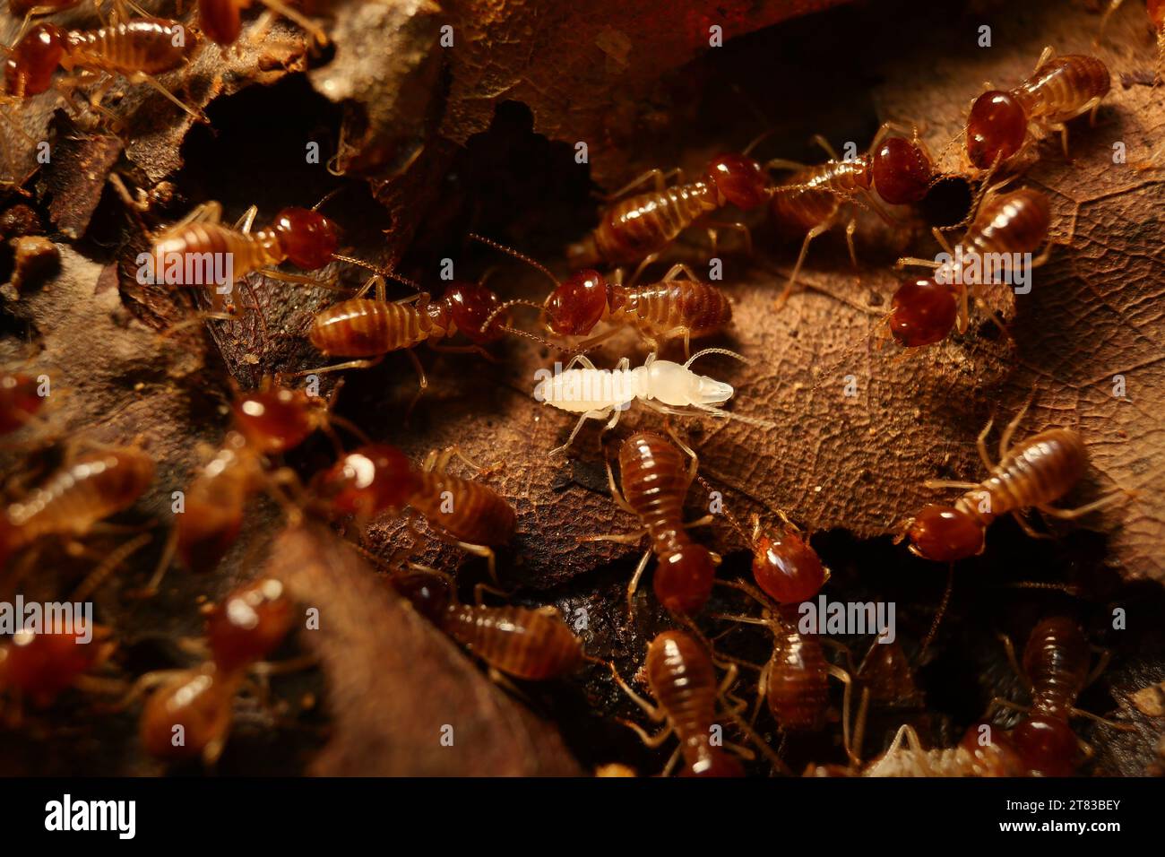 Termite destruction in wood hi-res stock photography and images - Alamy