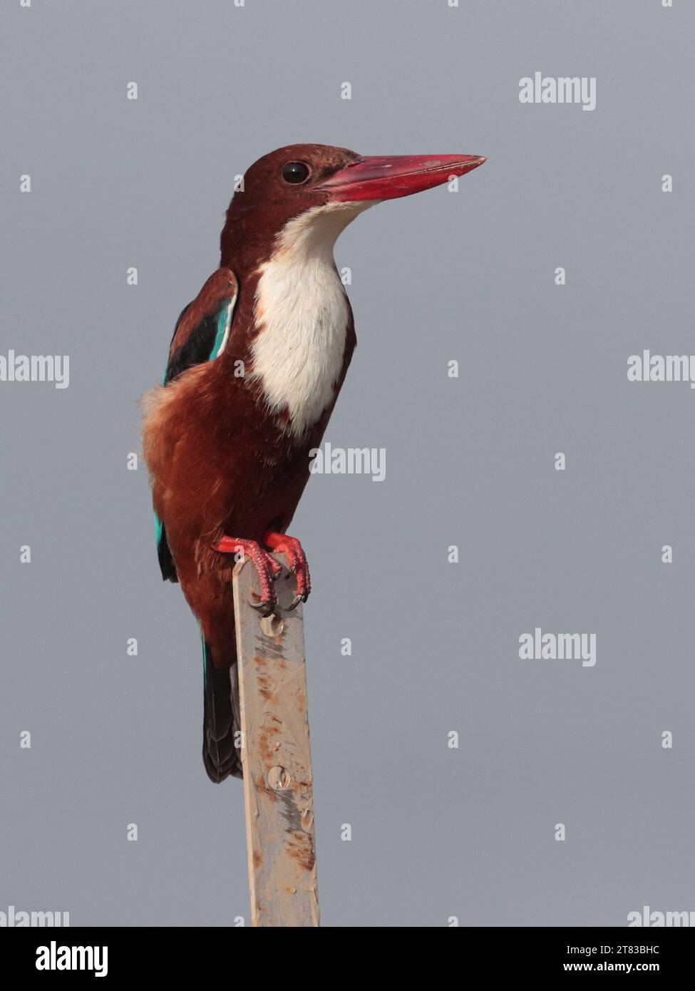 Vertical front view of White-throated Kingfisher (Halcyon smyrnensis ...