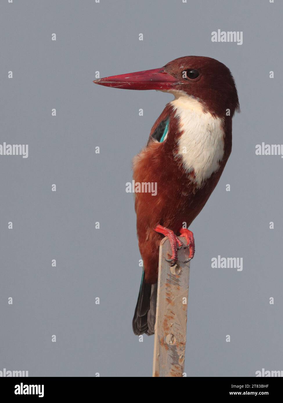 Vertical front view of White-throated Kingfisher (Halcyon smyrnensis ...