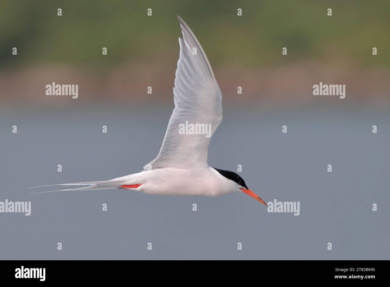 Roseate Tern (Sterna dougallii) in flight, adult in breeding plumage ...