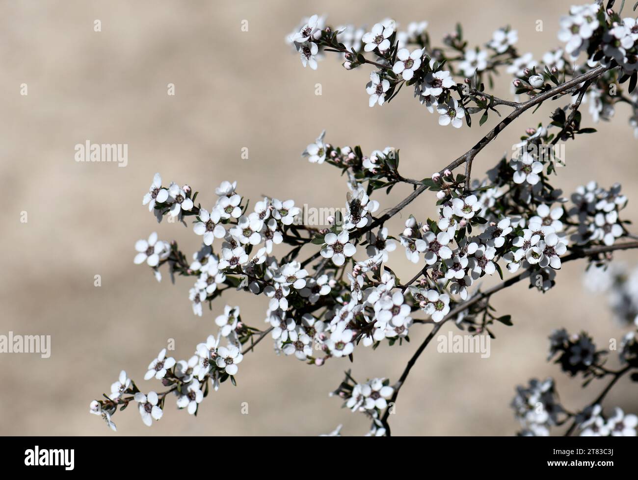 White blossoms of the Australian native Stringybark Tea Tree ...
