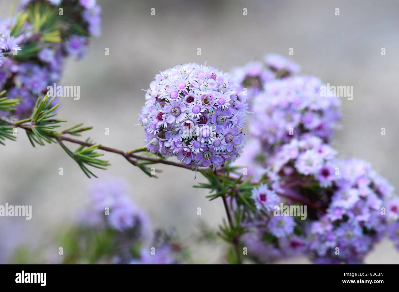 Pink flowers of Western Australian native Plumed Feather Flower ...