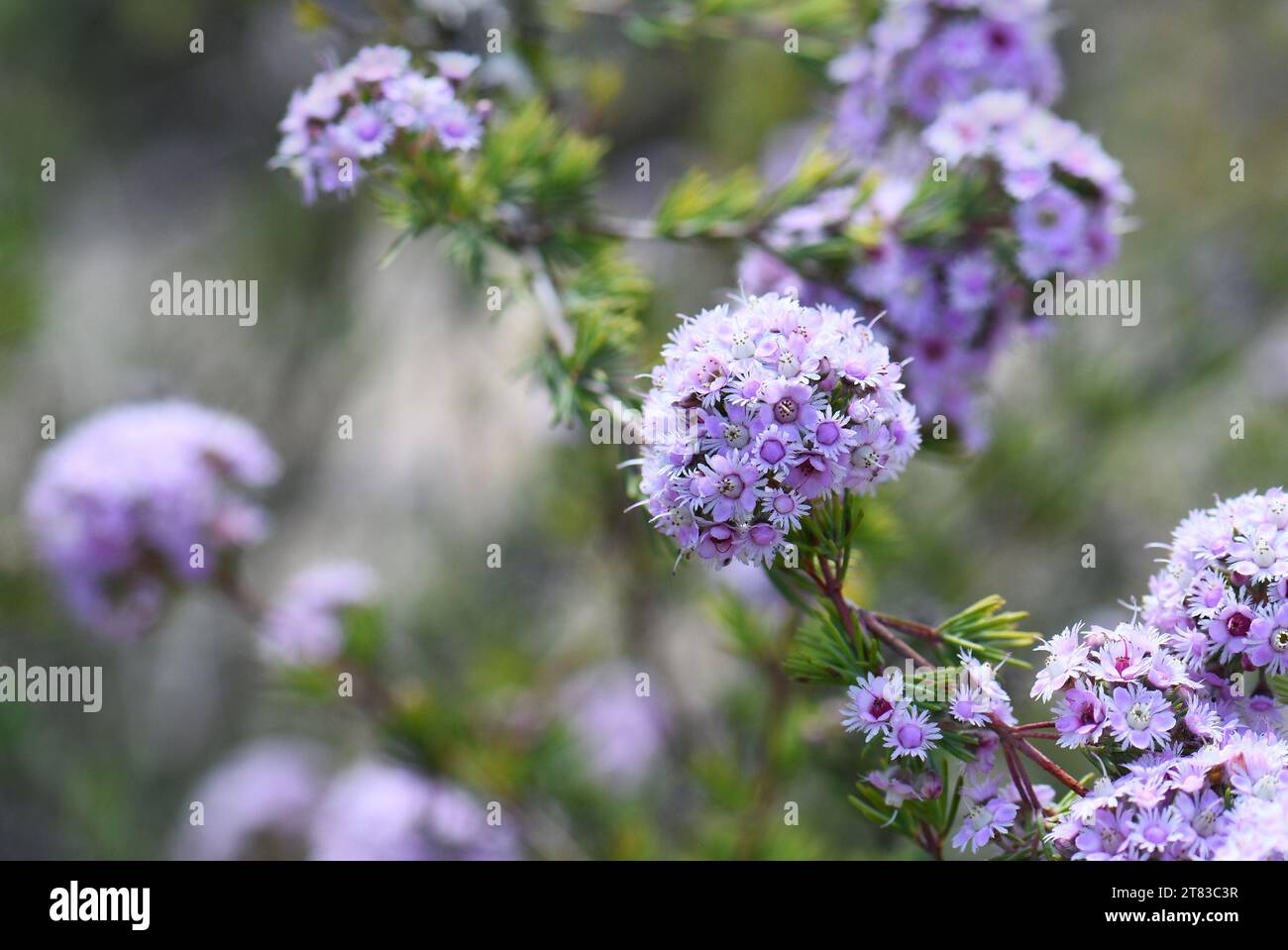 Pink flowers of Western Australian native Plumed Feather Flower ...