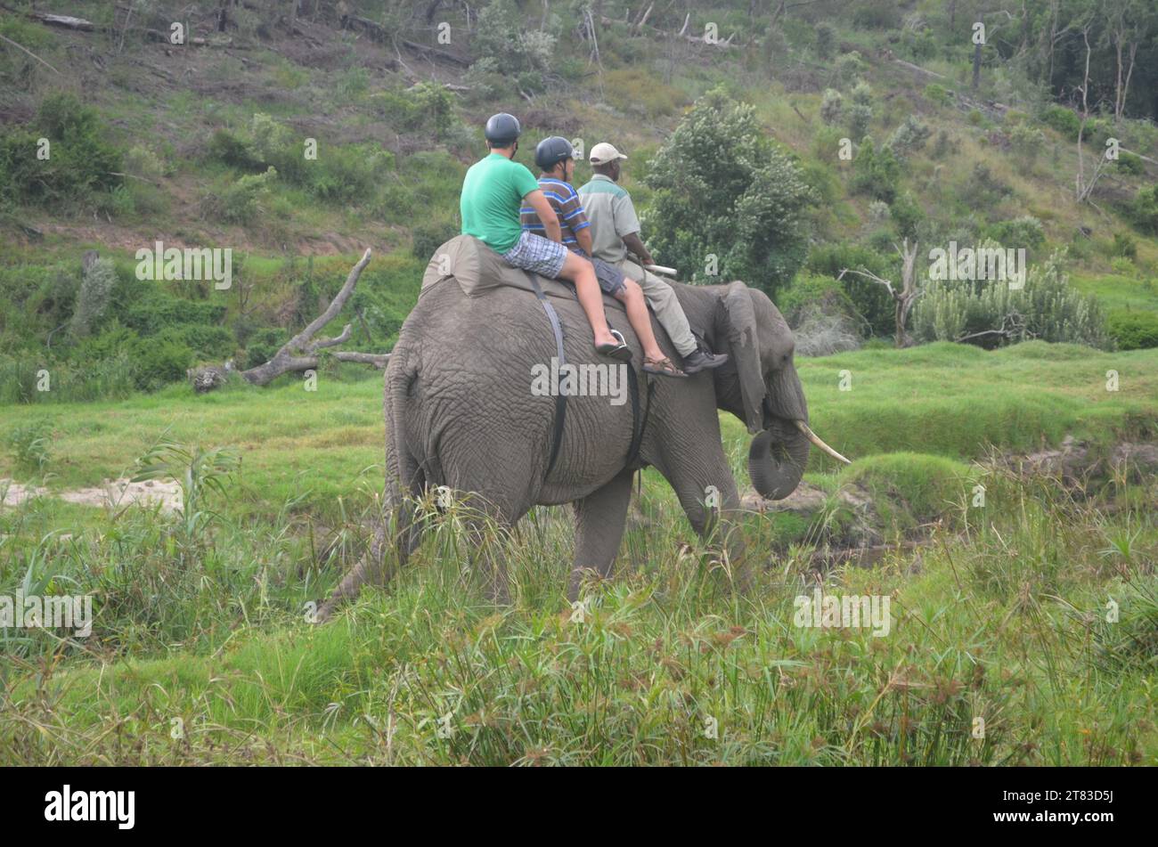 Elephant rides in South Africa Stock Photo - Alamy