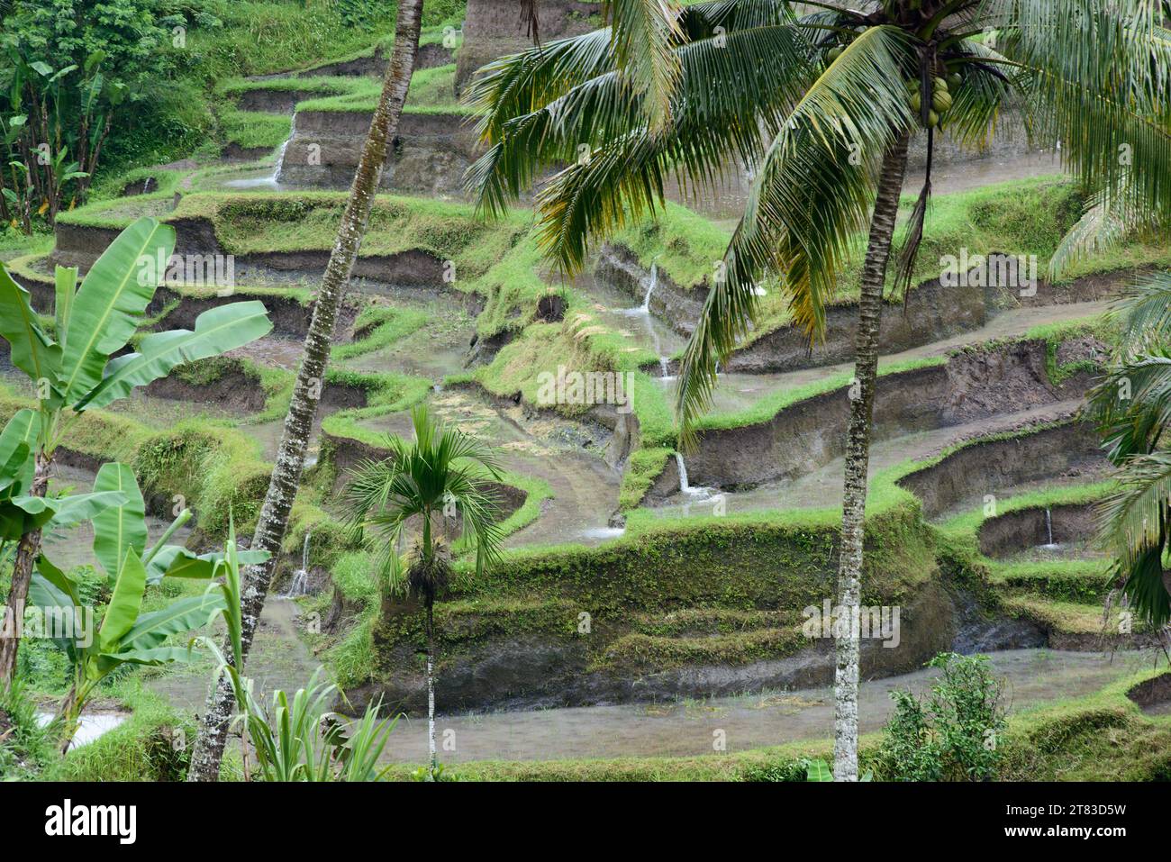 Lush green rice terraces cascade gracefully under the shade of tall ...