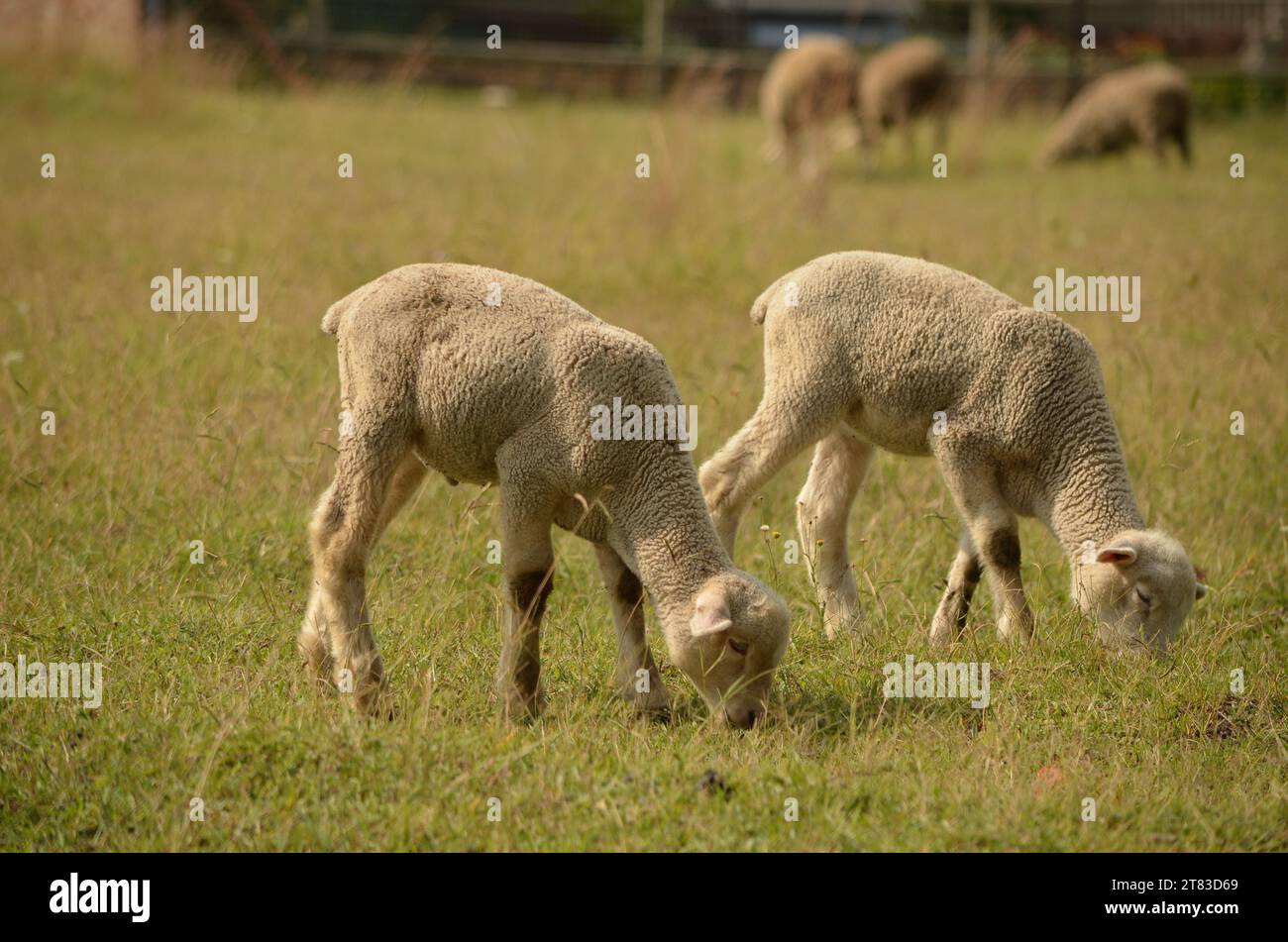 Little lambs grazing on grass.Two little lambs graze peacefully in the ...