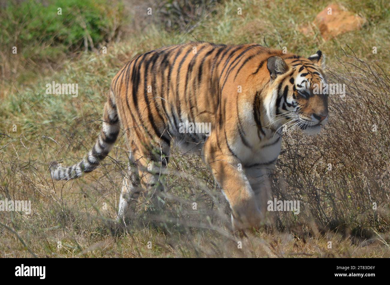 Tiger slowly patrolling his territory,Beautiful full grown tiger ...