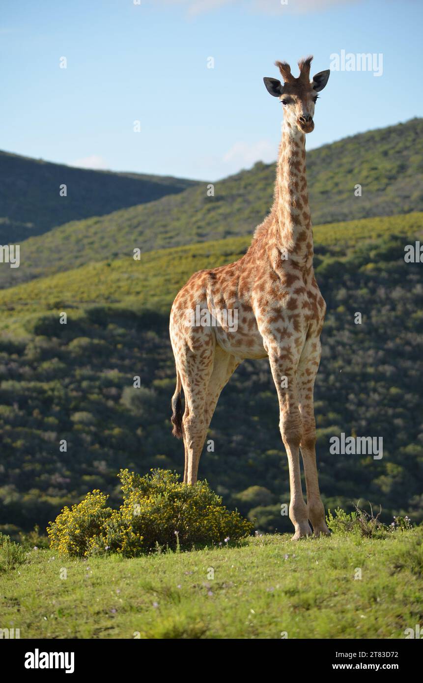 Single giraffe standing proudly on farm in South Africa single girafe ...