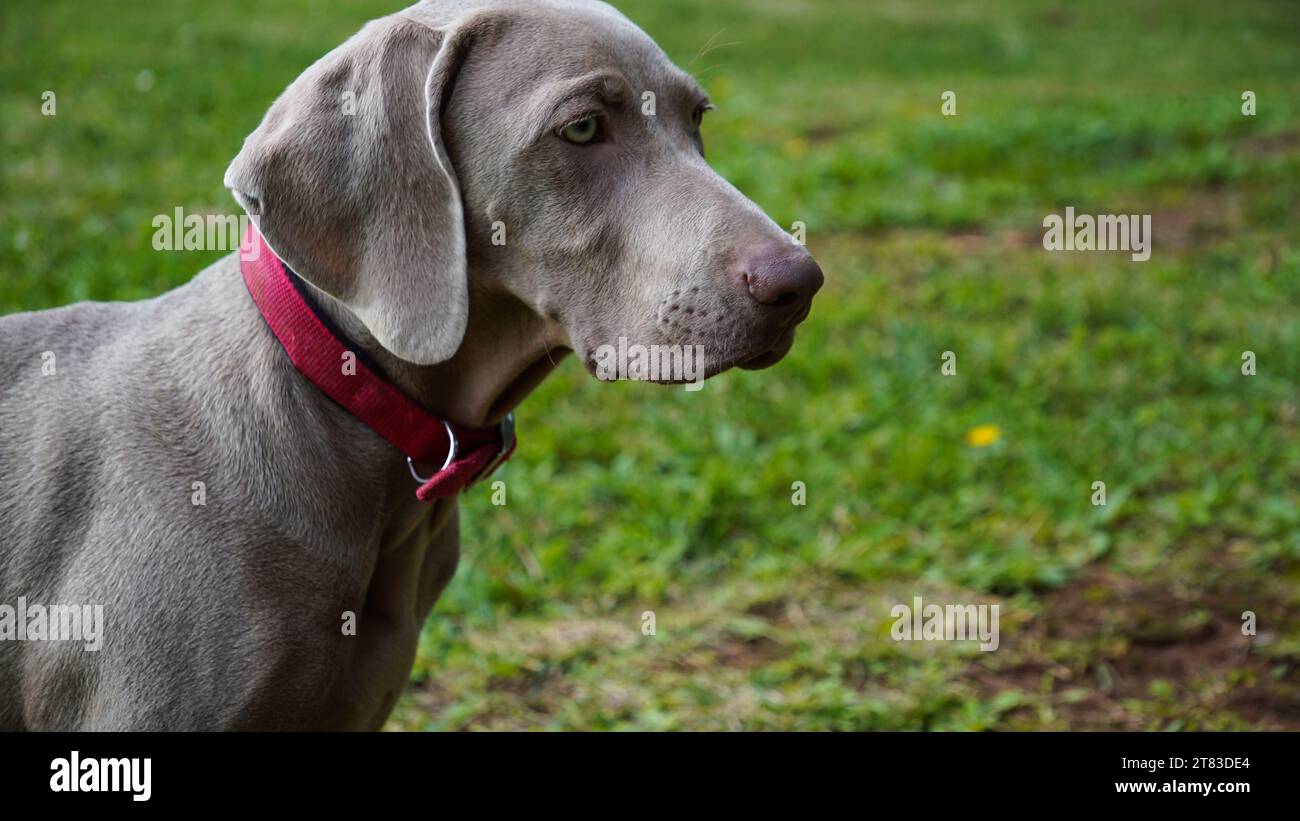 portrait of a Weimaraner puppy dog on natural background Stock Photo ...
