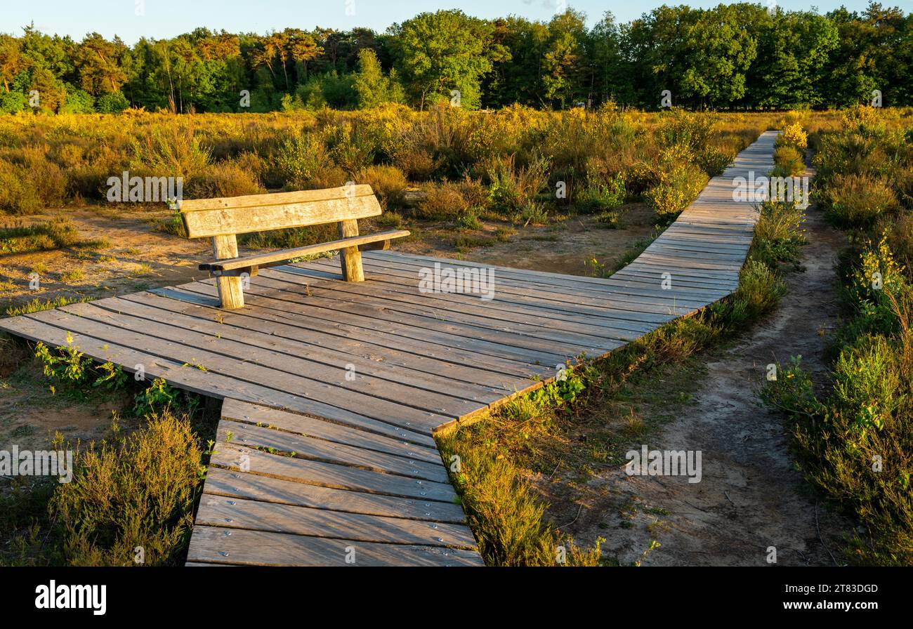 Forest Mastbos in dutch city of Breda, view of wooden decking path and ...