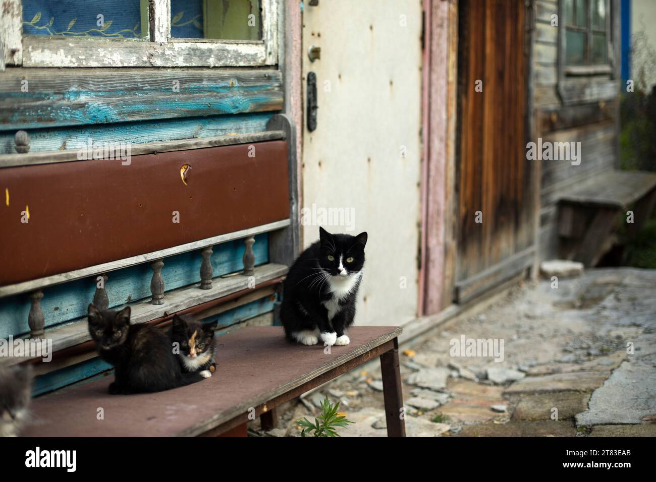 Cats in old house. Cats on street. Pets in ghetto. Animal on bench ...