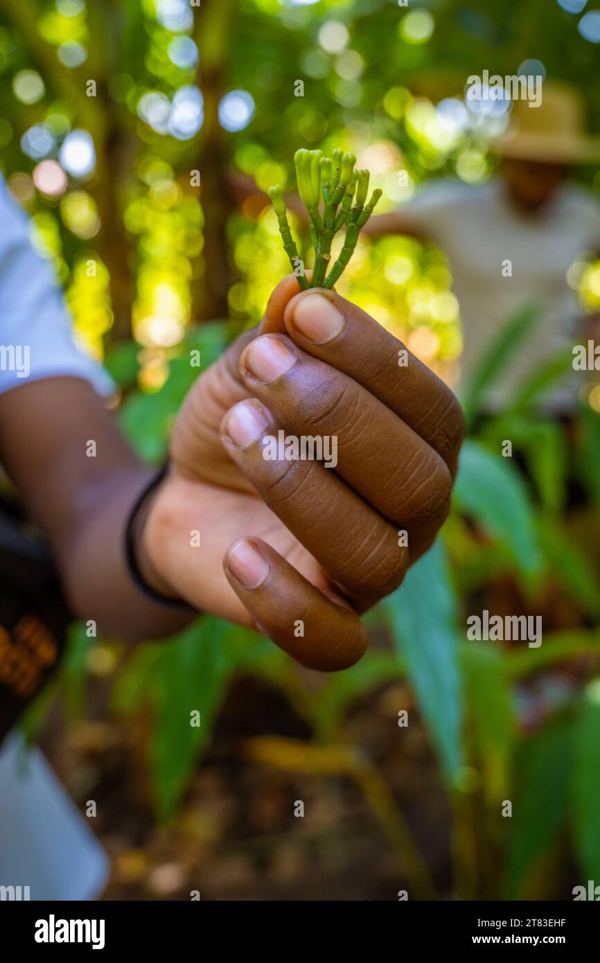 Hand holding pineapple drink hi-res stock photography and images - Alamy