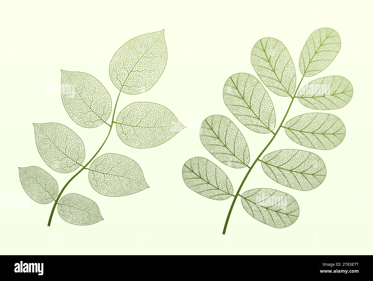 Leaf vein vector texture isolated transparent autumn black detail ...