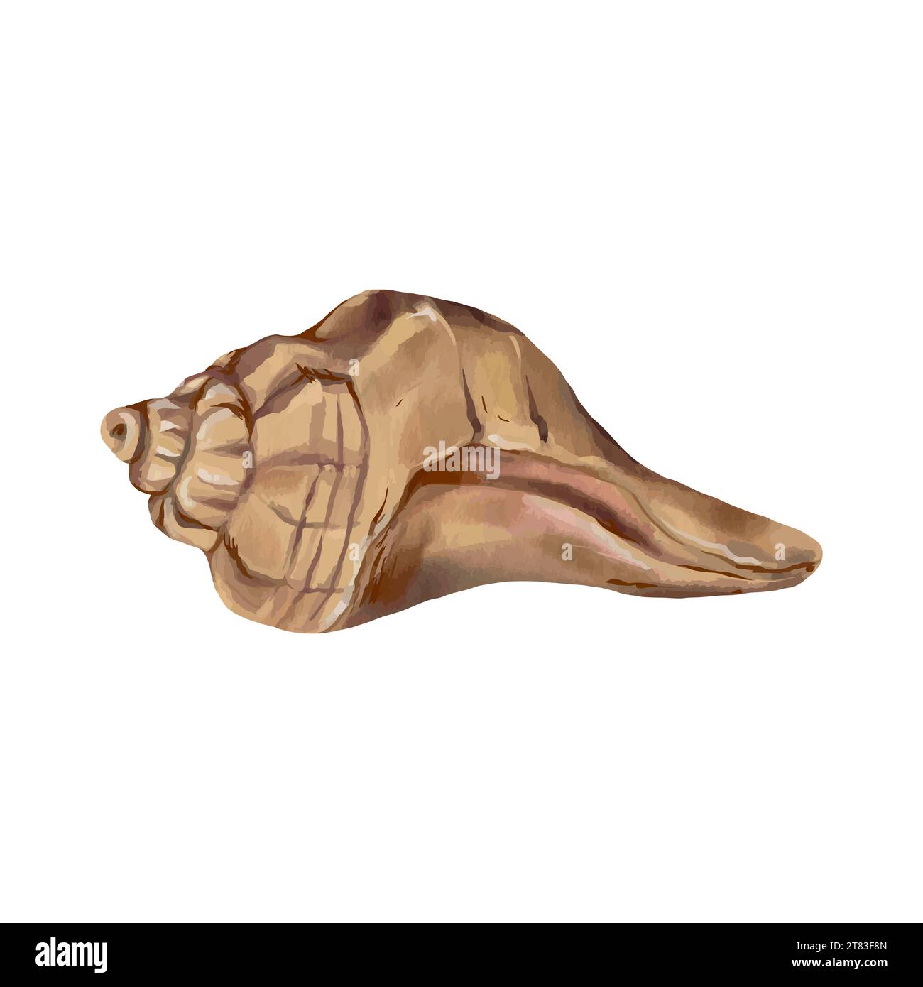 Spiral seashell. Vector sea illustration in watercolor style. Design ...