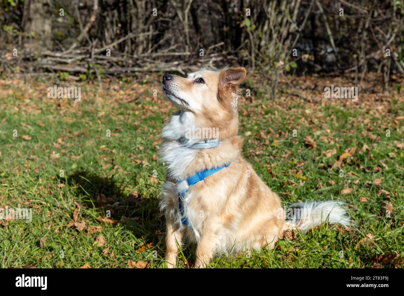 Dog profile mixed breed hi-res stock photography and images - Alamy
