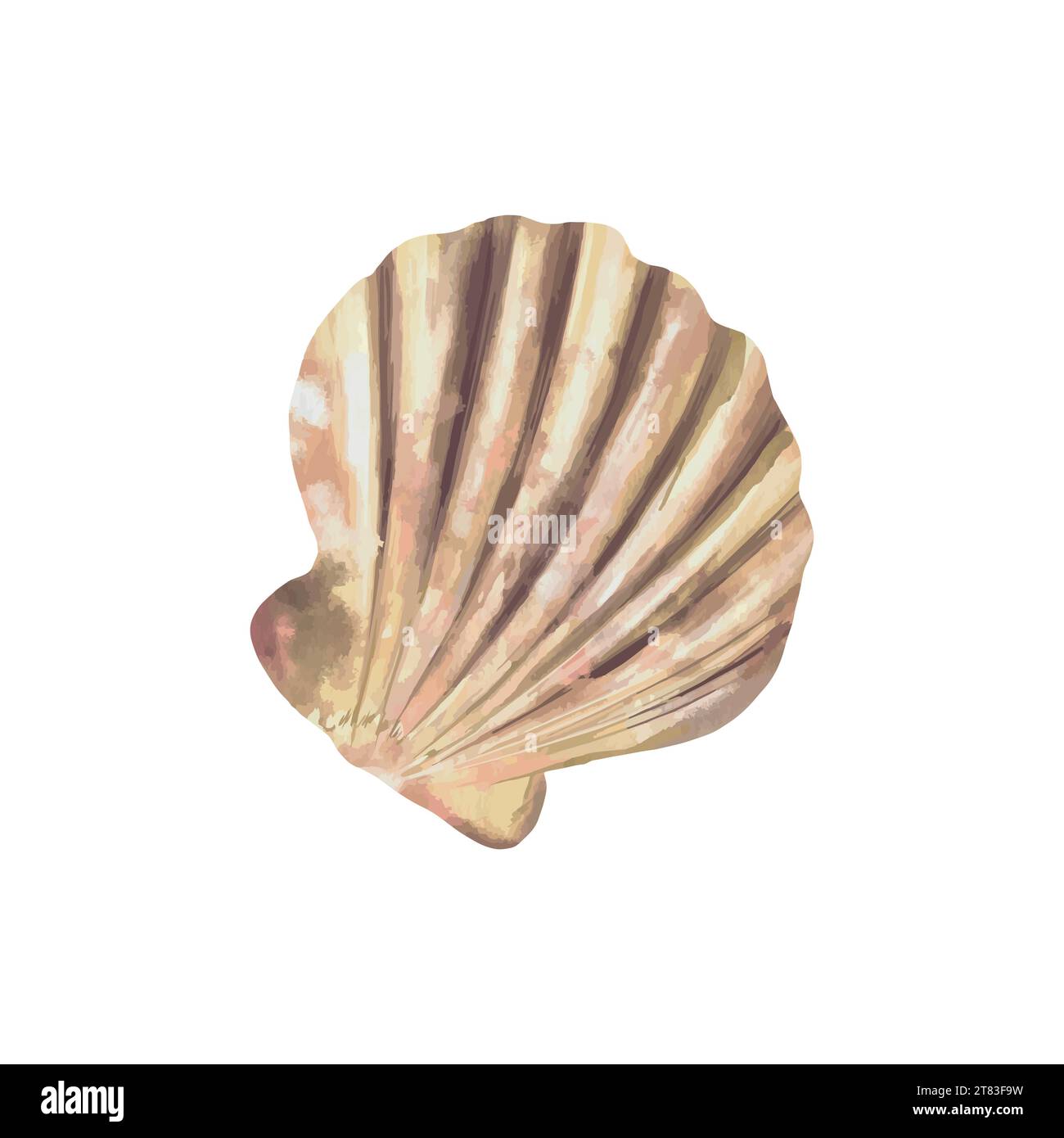 Scallop-shaped seashell. Vector sea illustration in watercolor style ...