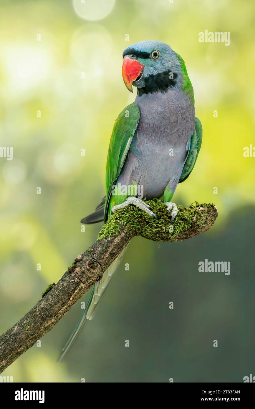 Derbyan hi-res stock photography and images - Alamy