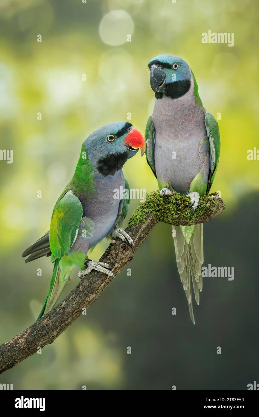 Derbyan hi-res stock photography and images - Alamy