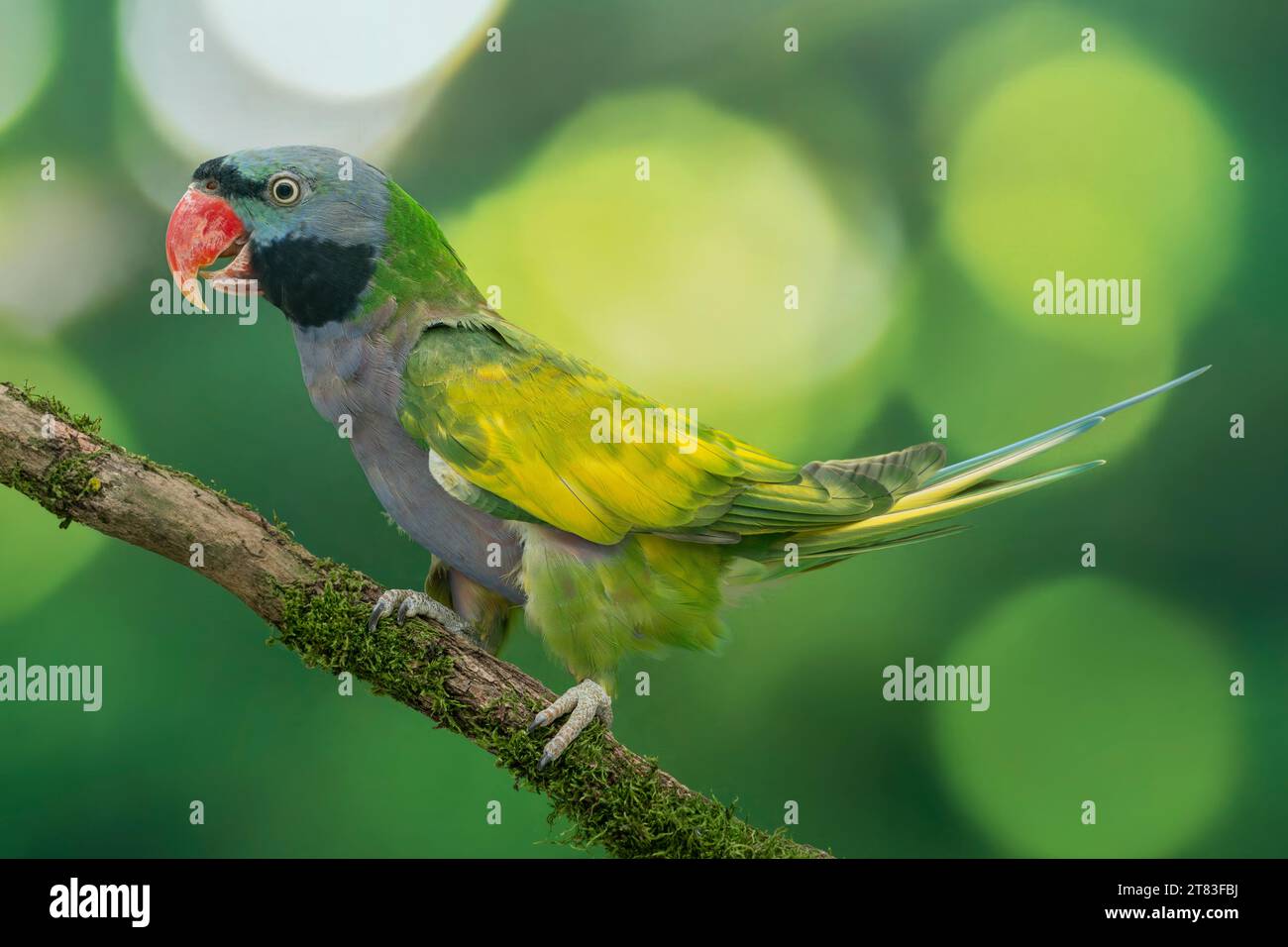 Lord Derby's parakeet or Derbyan parakeet (Psittacula derbiana), pied ...