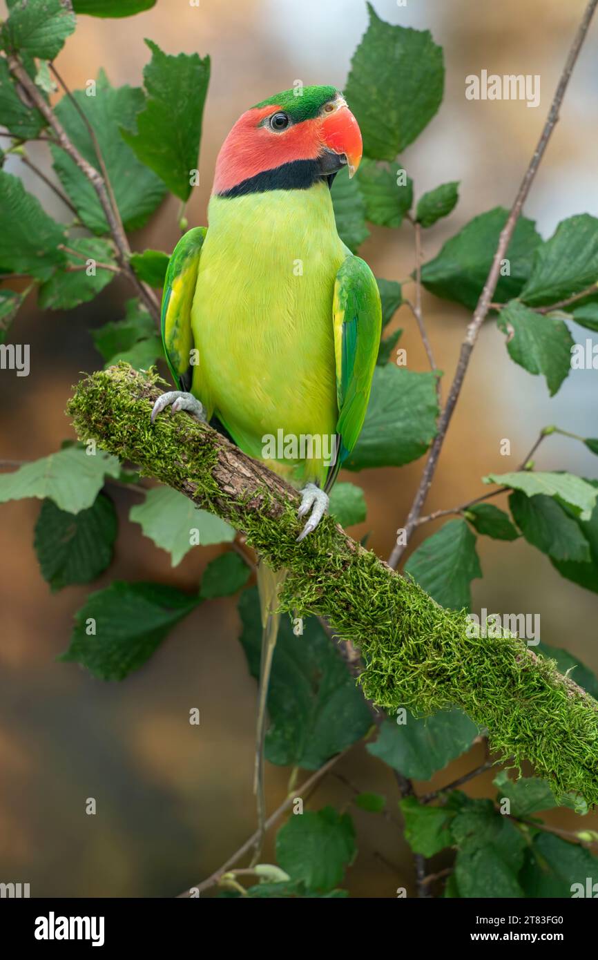 Long tailed parakeet psittacula longicauda hi-res stock photography and ...