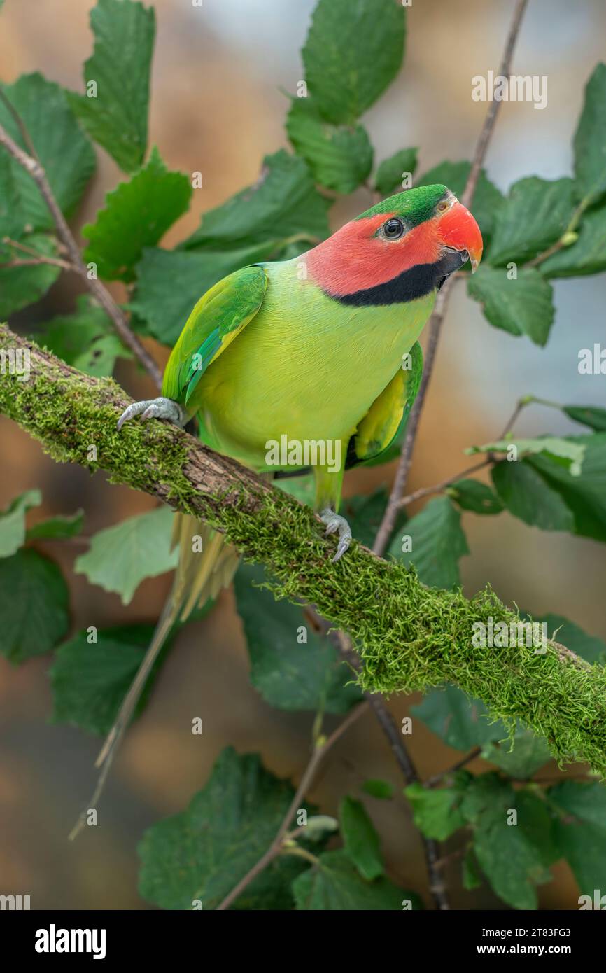 long-tailed parakeet (Psittacula longicauda Stock Photo - Alamy