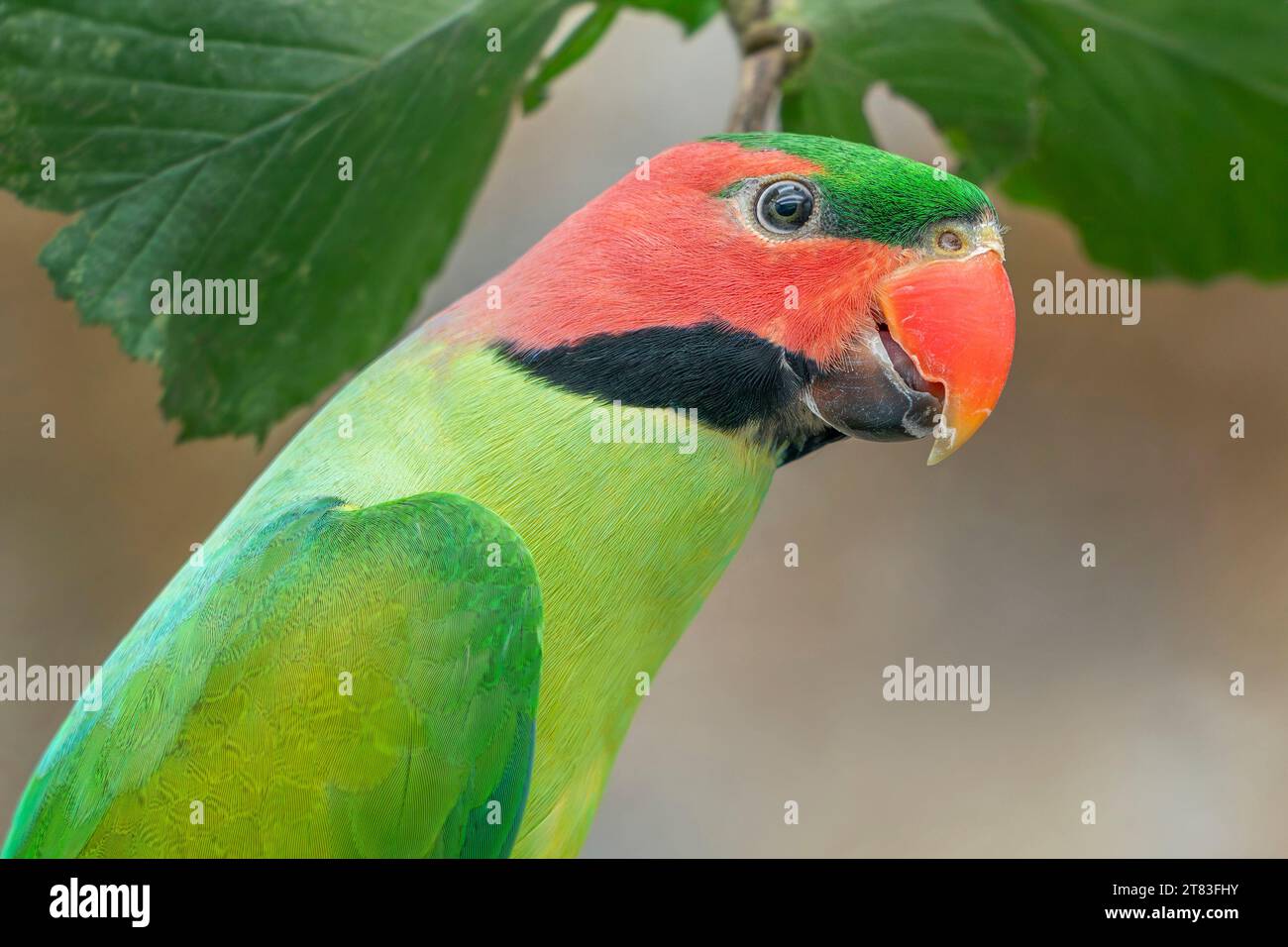 Long tailed parakeet psittacula longicauda hi-res stock photography and ...