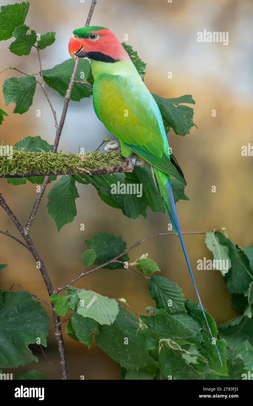 Burung bayan nuri hi-res stock photography and images - Alamy