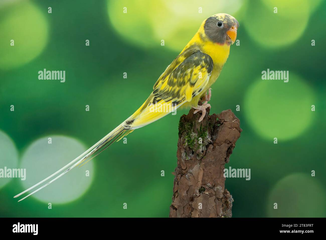 Greygreen pied hi-res stock photography and images - Alamy