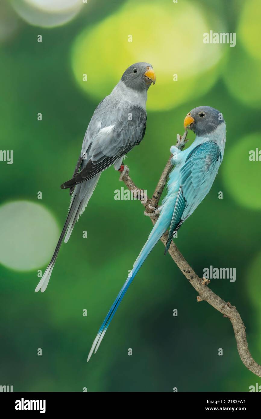 Parakeet Color Mutations Splendid Grass Parakeet Blue Mutation