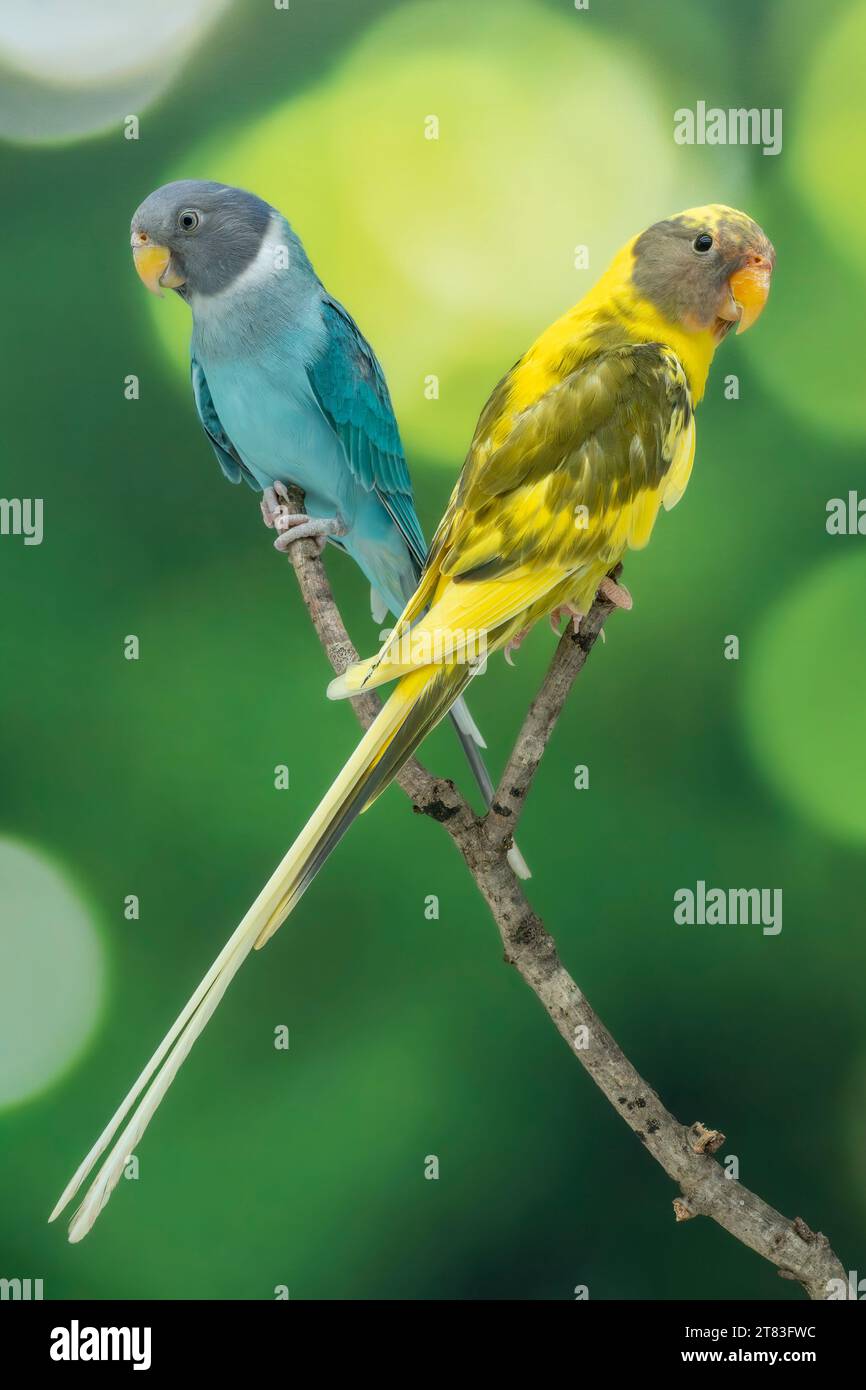 Lutino Plum Headed Parakeet