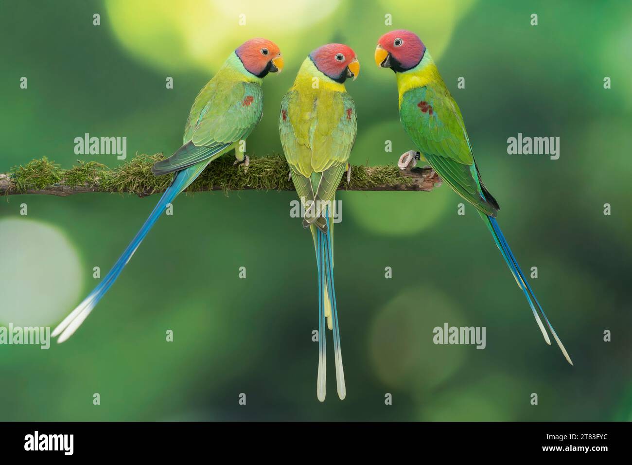 Plum-headed parakeet (Psittacula cyanocephala) in Aqua mutation, Amber ...