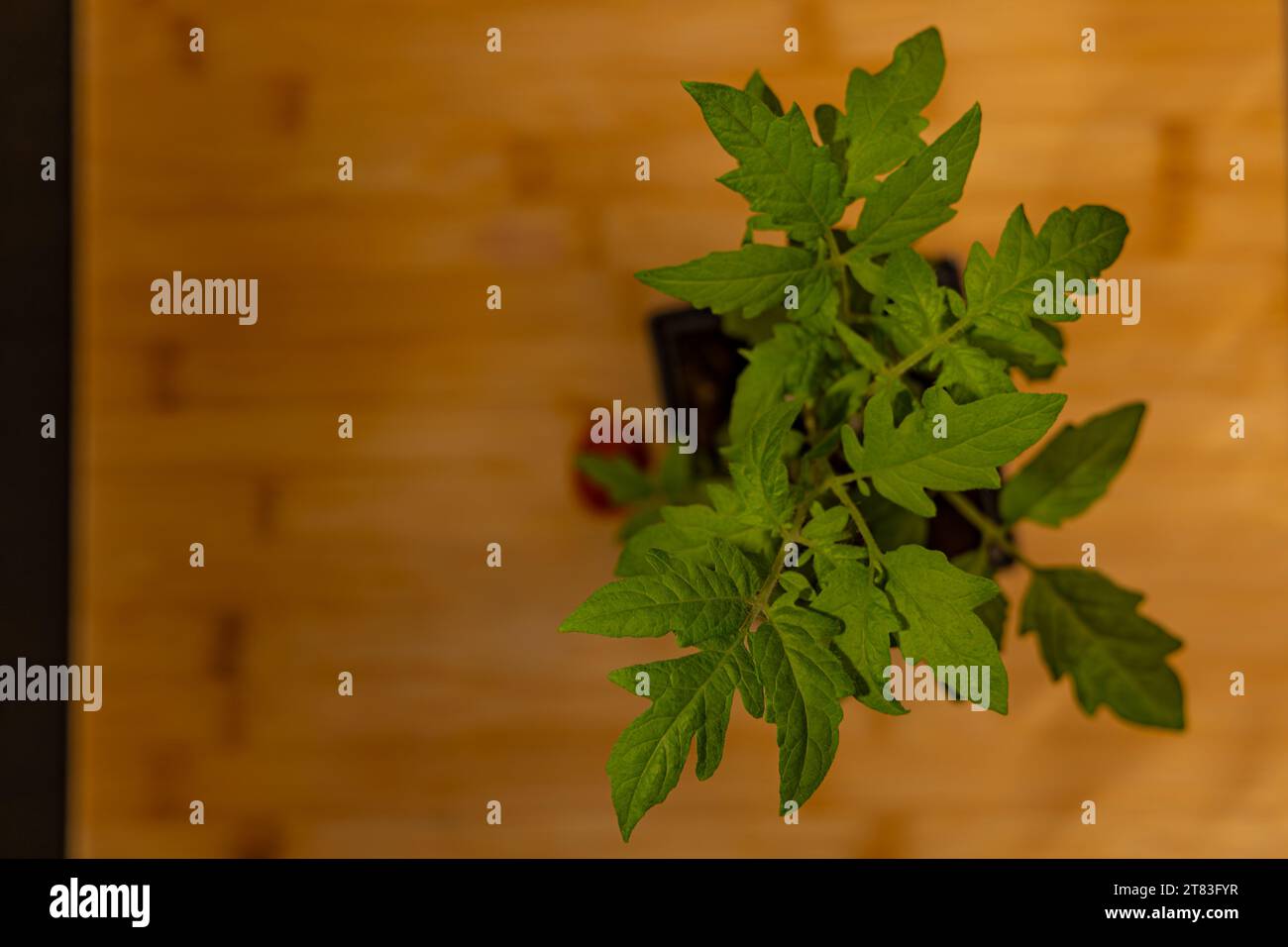 Single tomato seedling with green leaves on a cutting board tomato bush ...