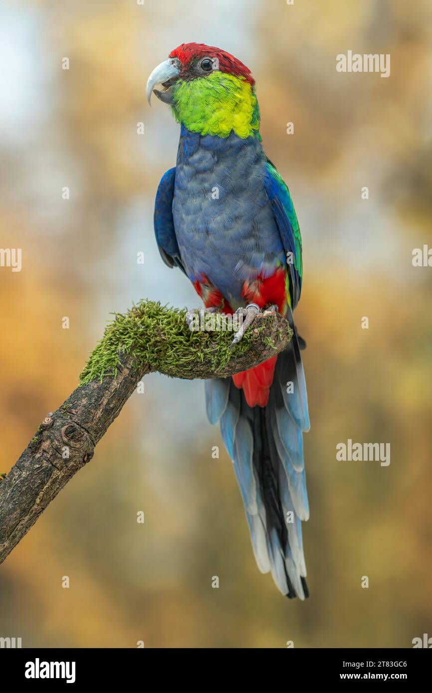 Red-capped parrot male, Purpureicephalus spurius Stock Photo - Alamy