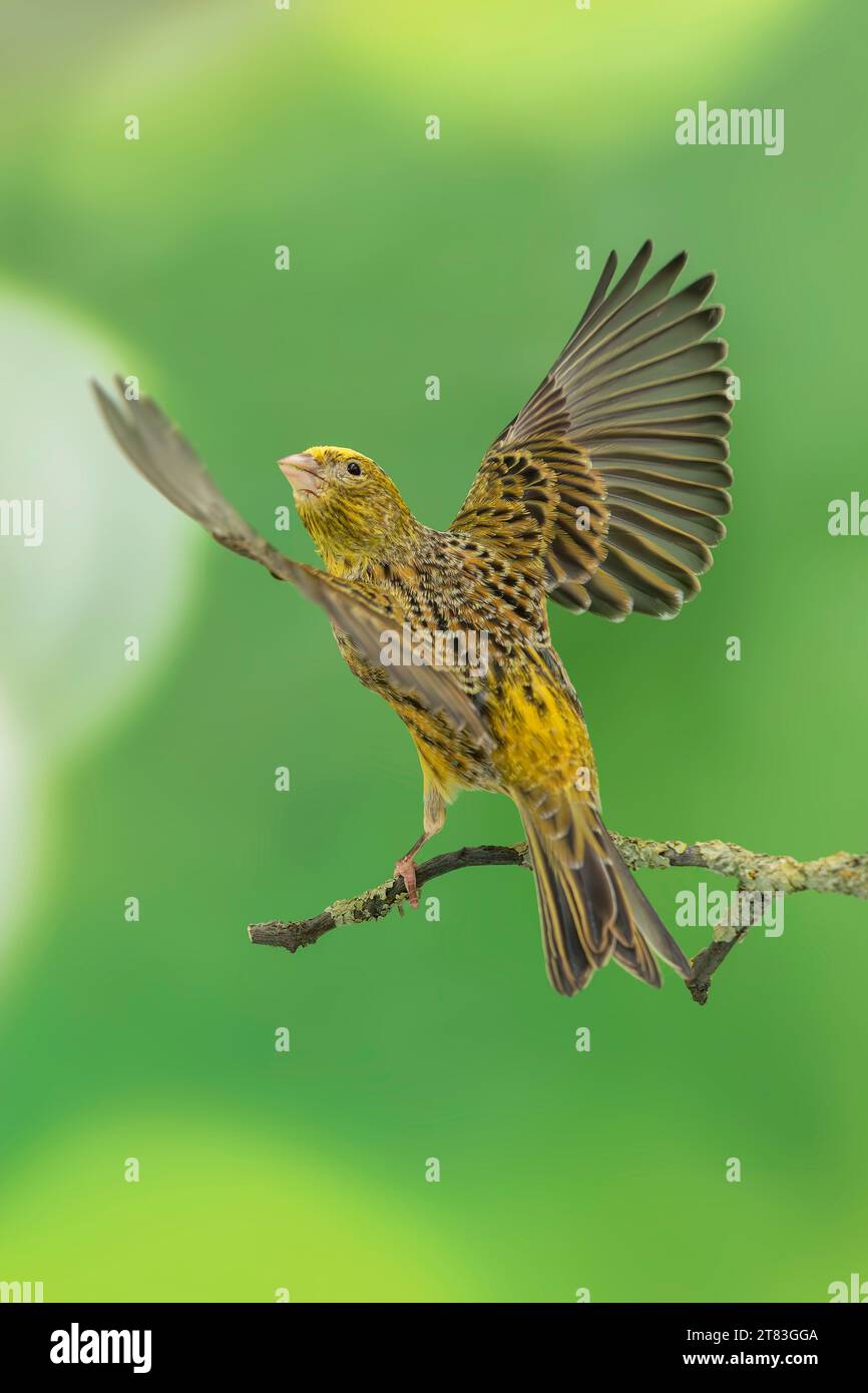 Lizard canary hi-res stock photography and images - Alamy