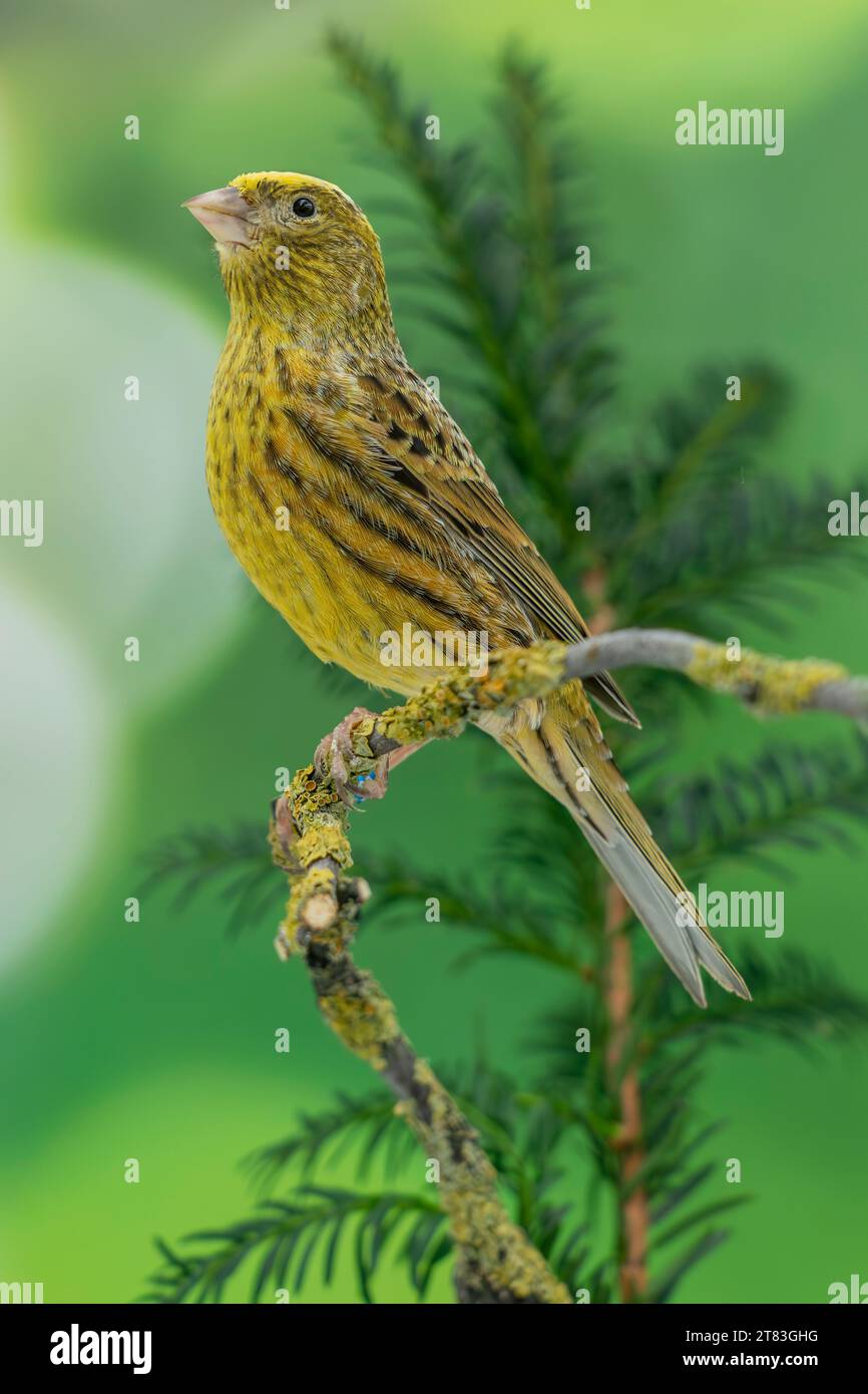 Lizard canary hi-res stock photography and images - Alamy