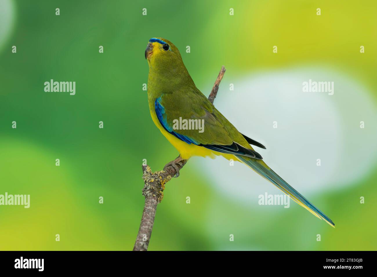 Neophema hi-res stock photography and images - Alamy