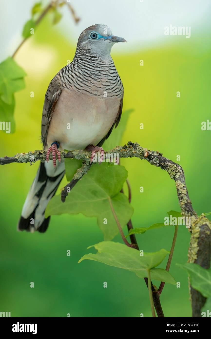 peaceful dove, Geopelia placida Stock Photo - Alamy