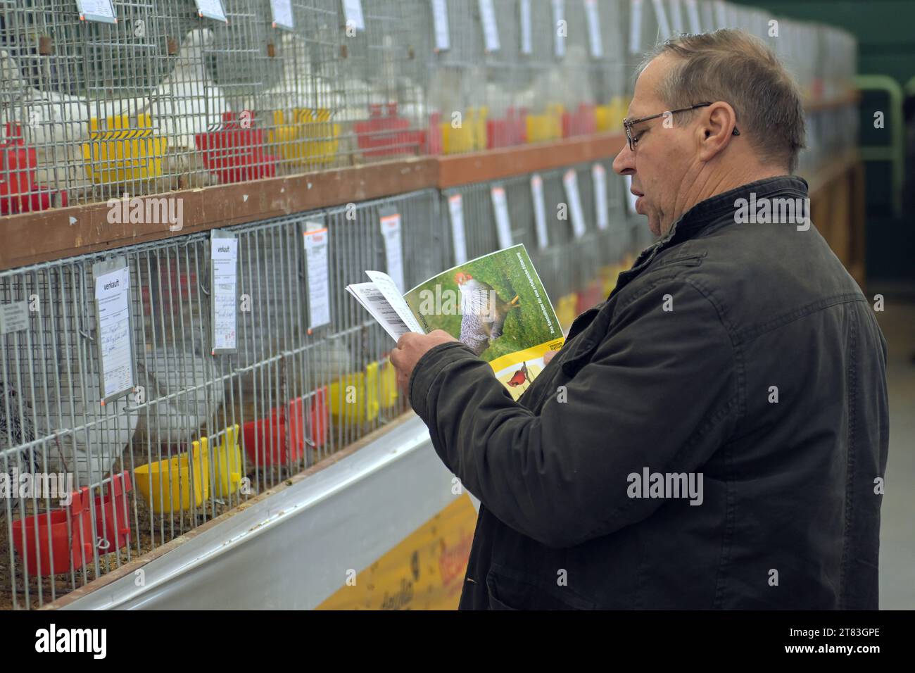 18 November 2023, Brandenburg, Schönwalde-Glien: A visitor to a poultry ...