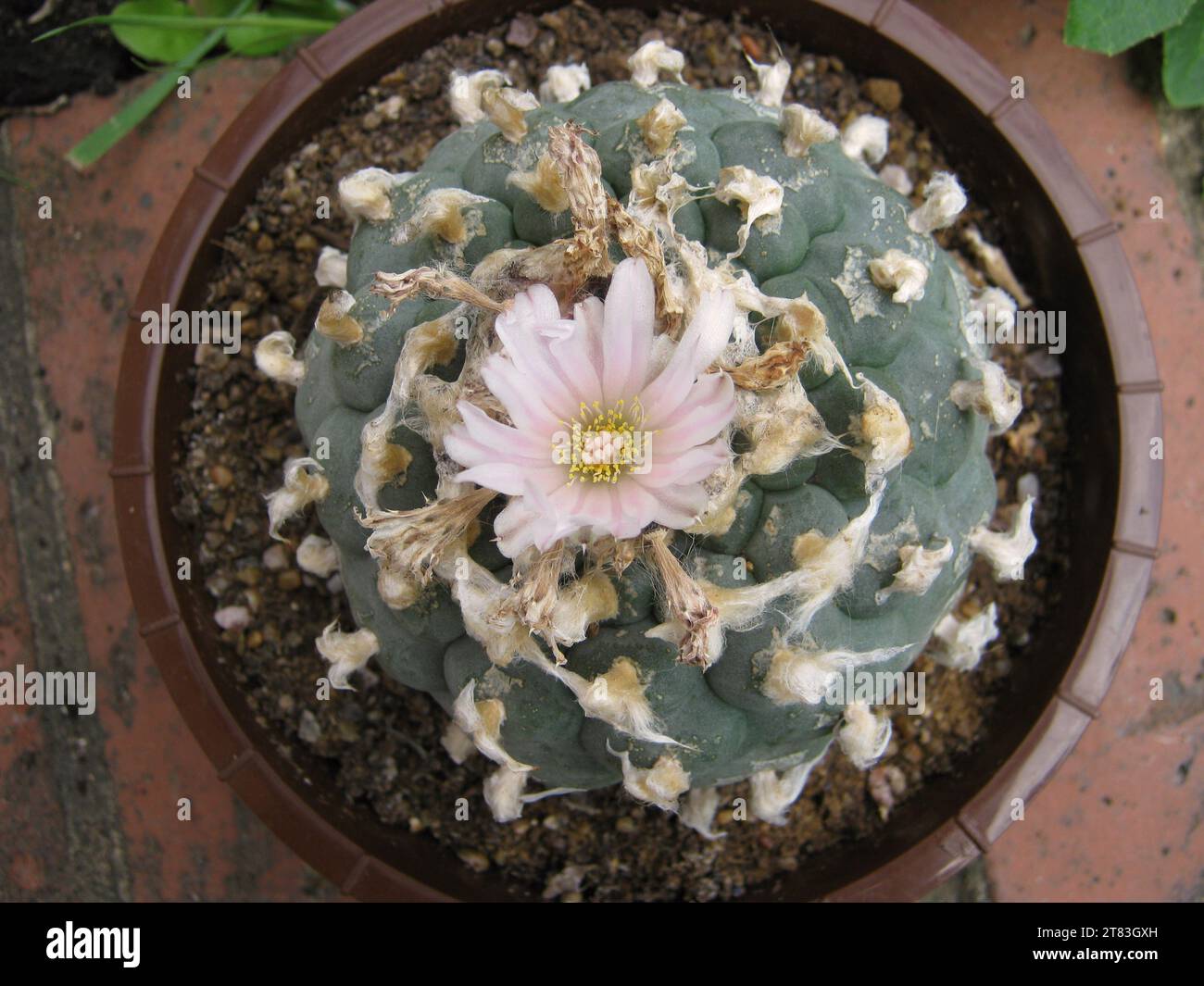 Lophophora williamsii 'Peyote' Stock Photo - Alamy