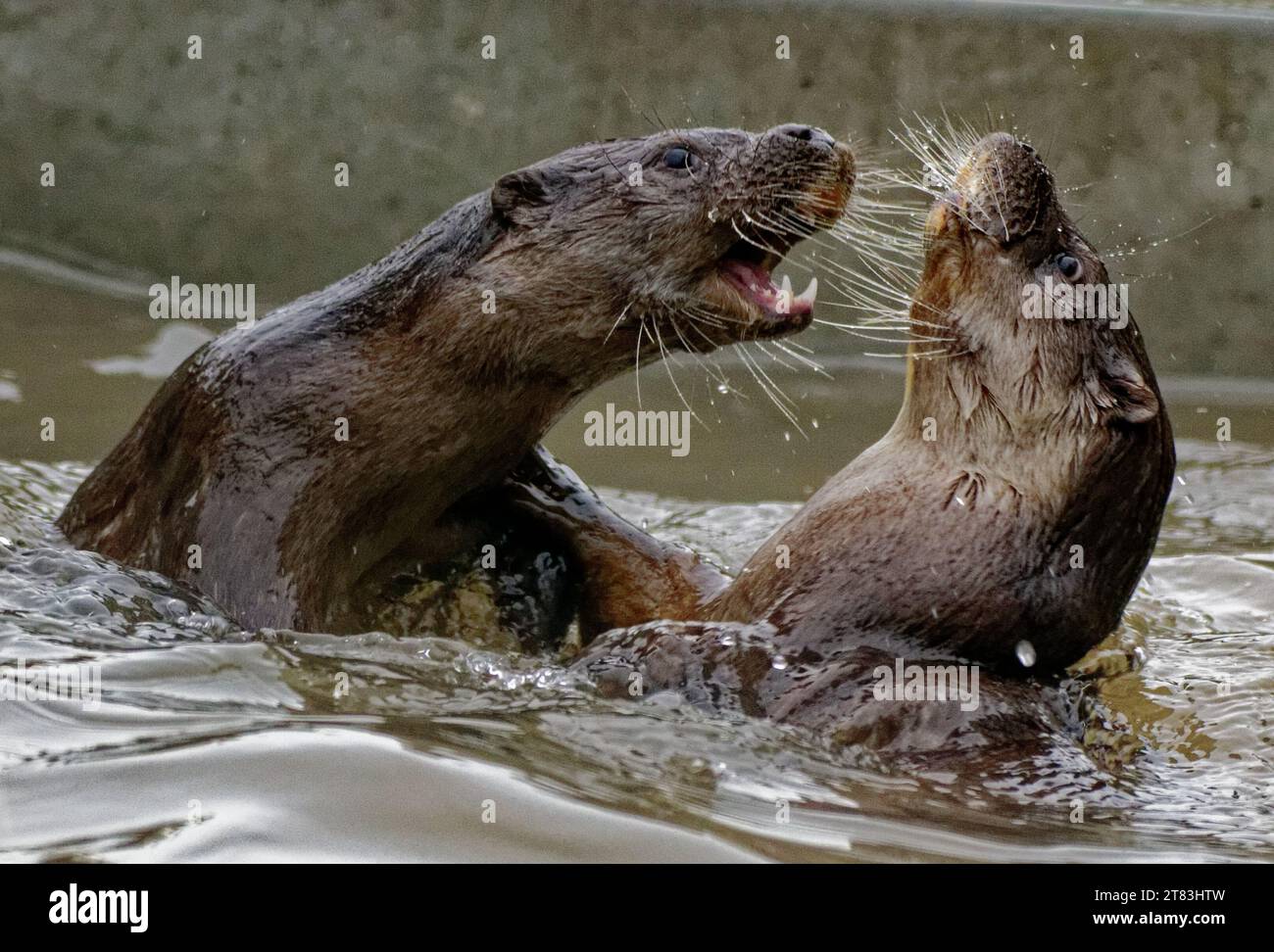 Otters fighting and biting hi-res stock photography and images - Alamy