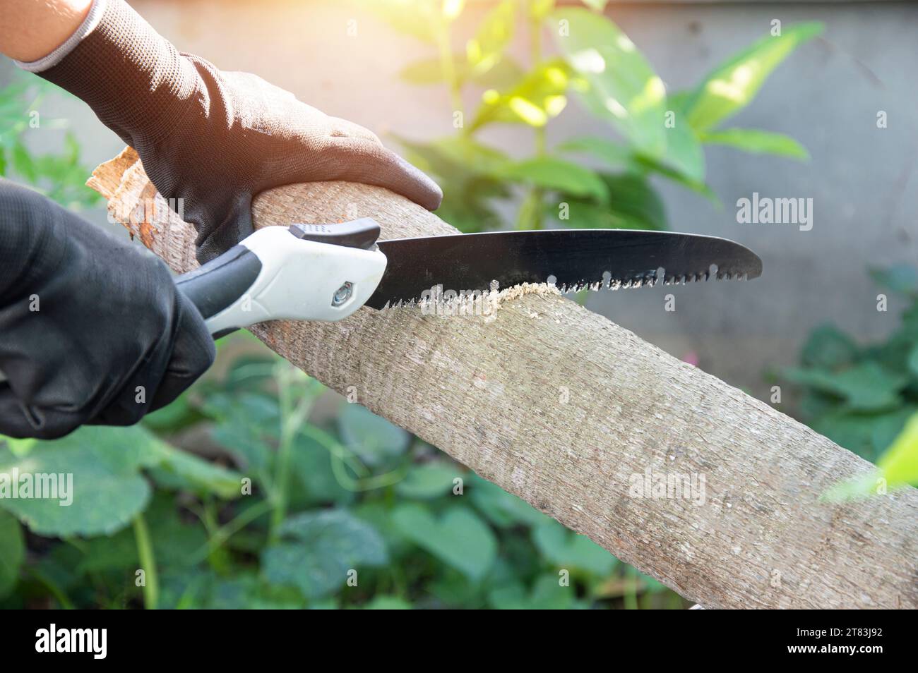 Use the saw for cutting trees, gardening, and pruning Stock Photo - Alamy