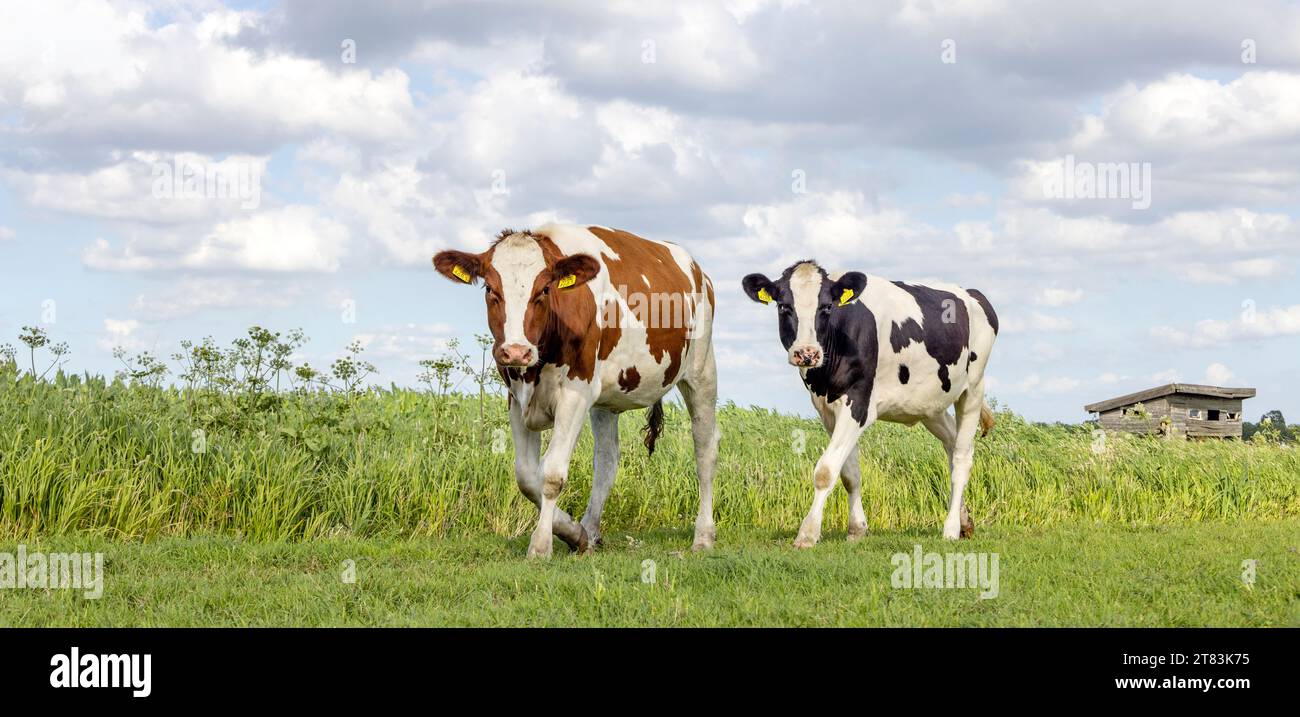 2 Cows walking towards in a field, side view and bicolored red and ...