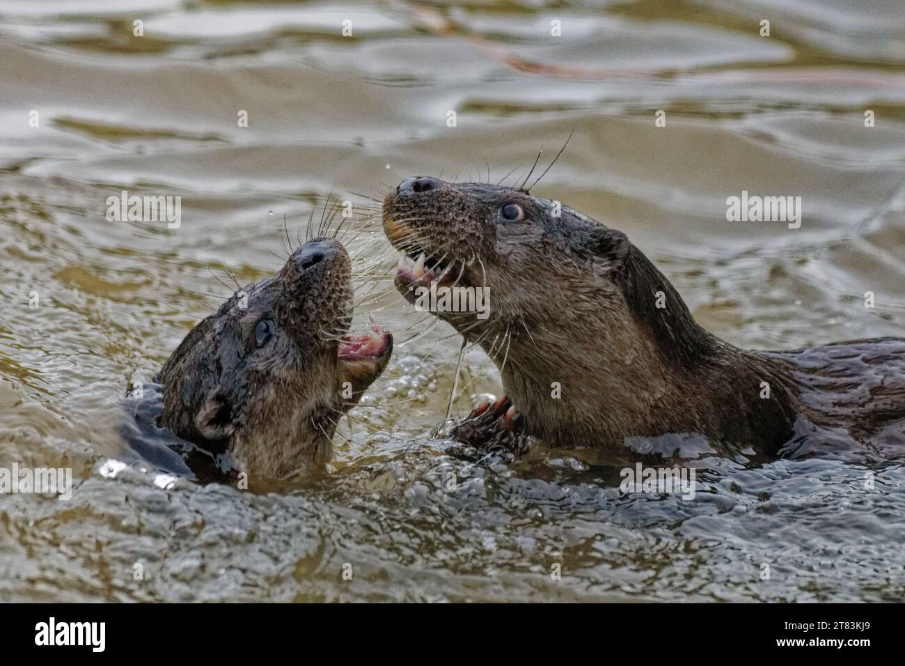 Otters fighting and biting hi-res stock photography and images - Alamy