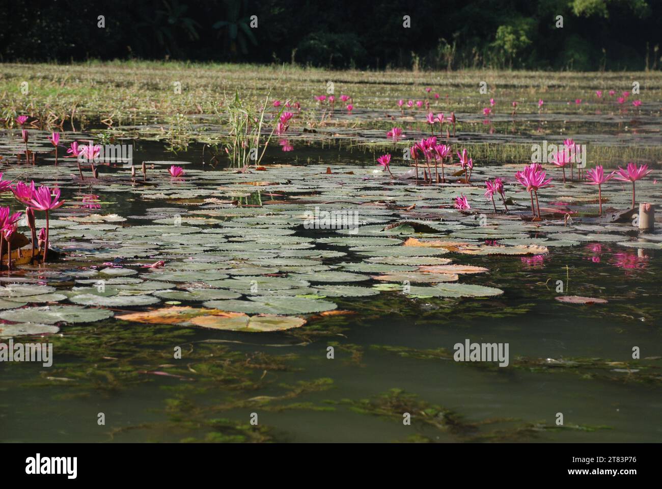 The red river delta hi-res stock photography and images - Alamy